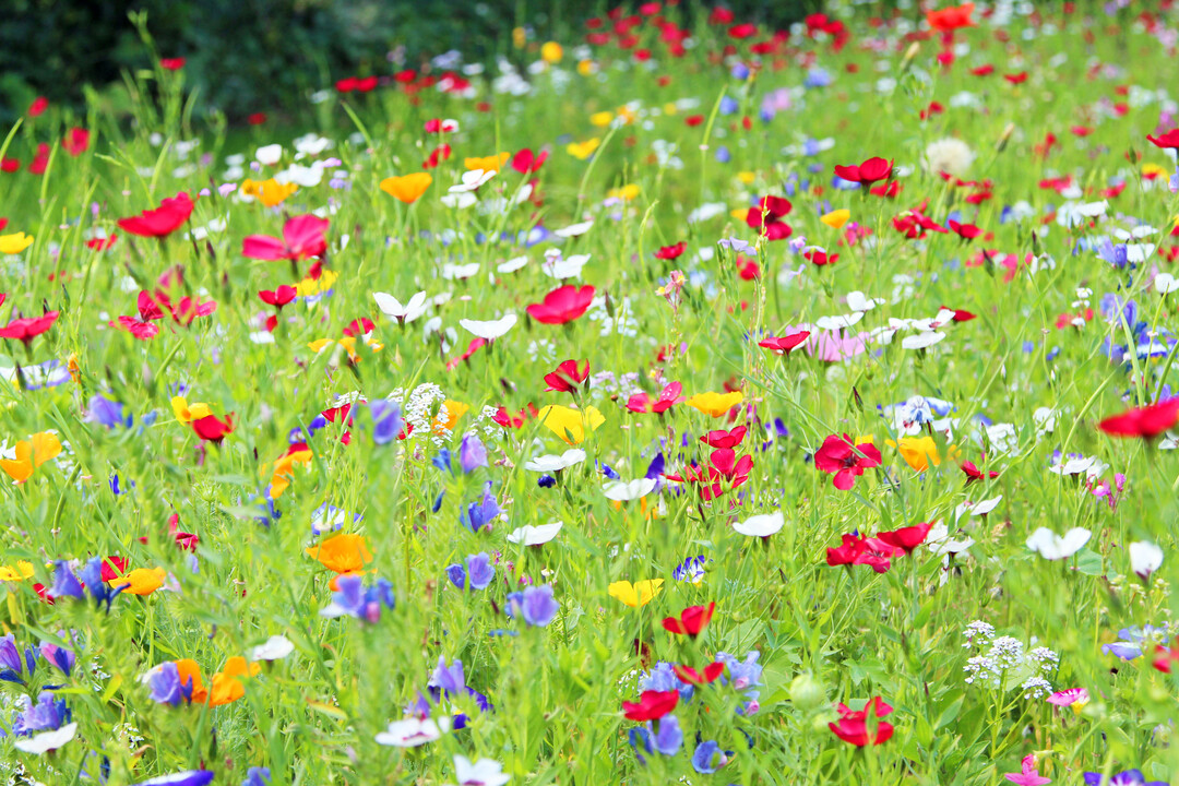 Blumenwiese Anlegen Forderung